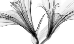 What Is the Best Color for Your Projector Screen? – Home Theater Geek